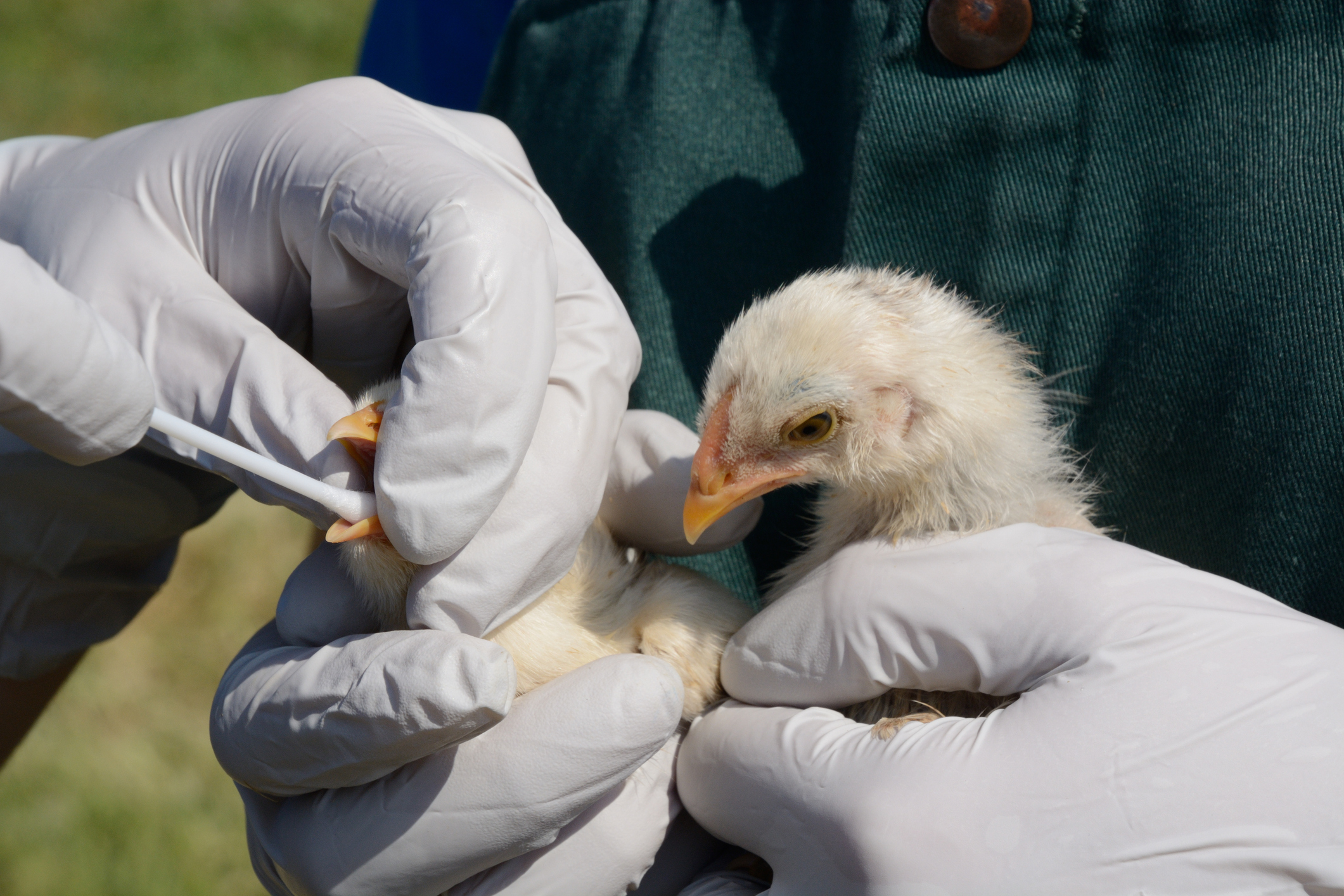 USDA Claims Authority to Combat Bird Flu, Trains APHIS with FEMA ...