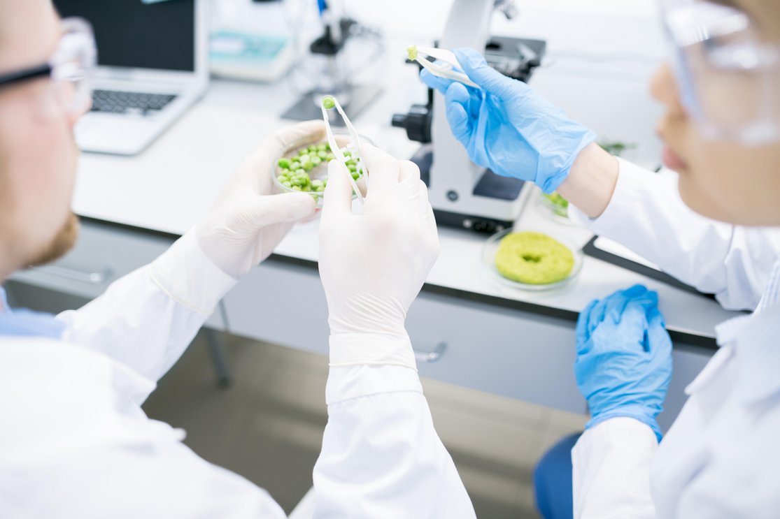 USDA APHIS Approves Experimental GMO Peas Spliced with Beef Proteins ...