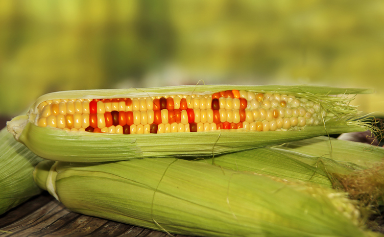 USDA Approves Deregulation of GMOs with Up to 12 Genetic Modifications ...