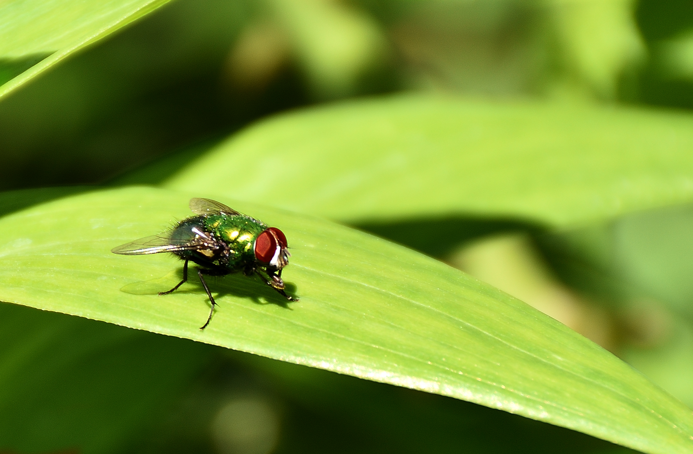 USDA to Build Sterile Fly Factory to Stop Flesh-Eating Maggots from ...