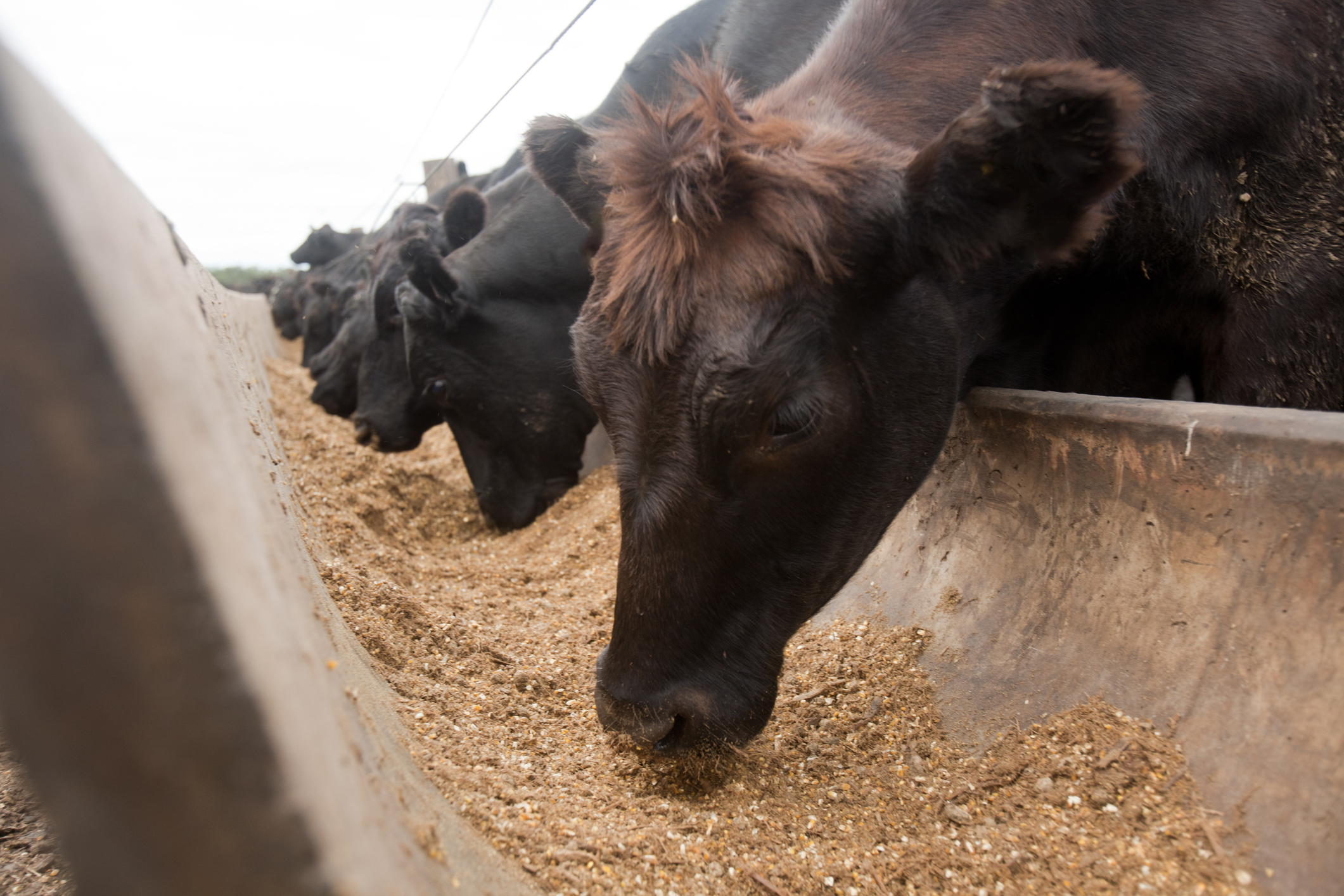 Farmers Stop Using Mandated Methane-Reducing Additive Bovaer After Cows ...